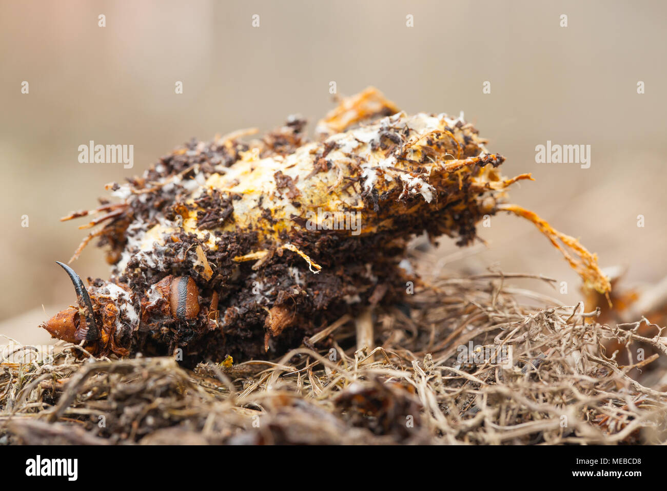 Dead caterpillar body hi-res stock photography and images - Alamy