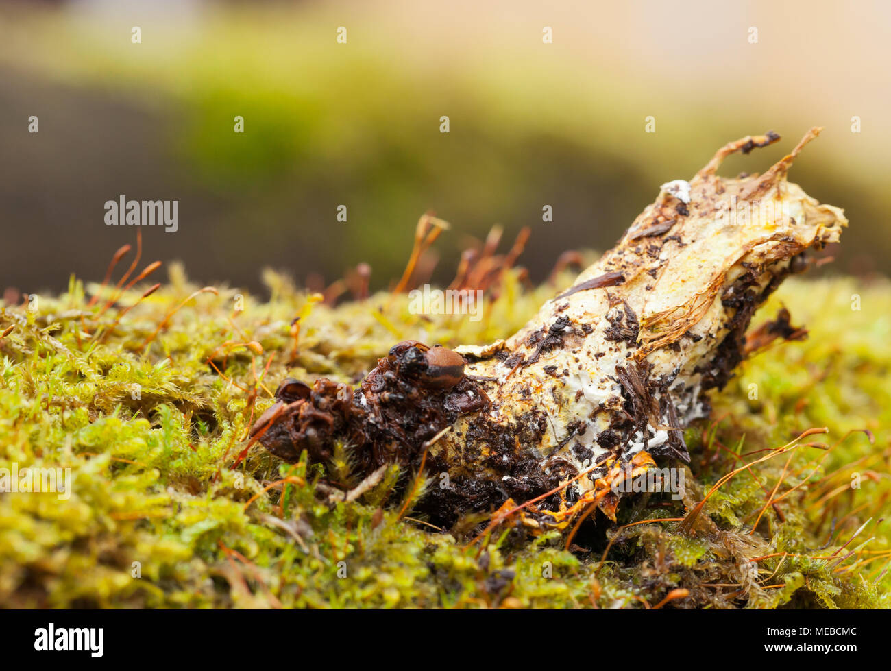 Dead fungus caterpillar hi-res stock photography and images - Alamy
