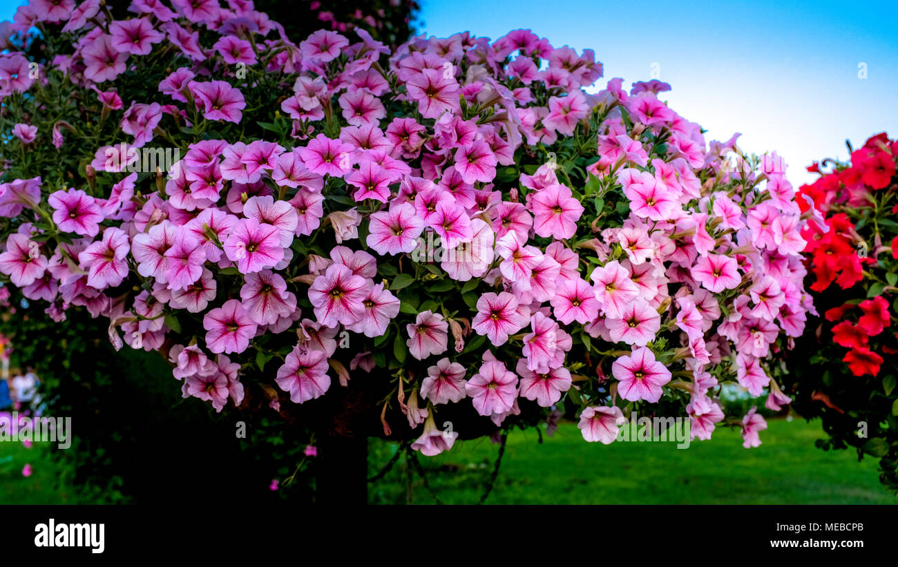 Romantic natural pink flowers in a garden Stock Photo - Alamy
