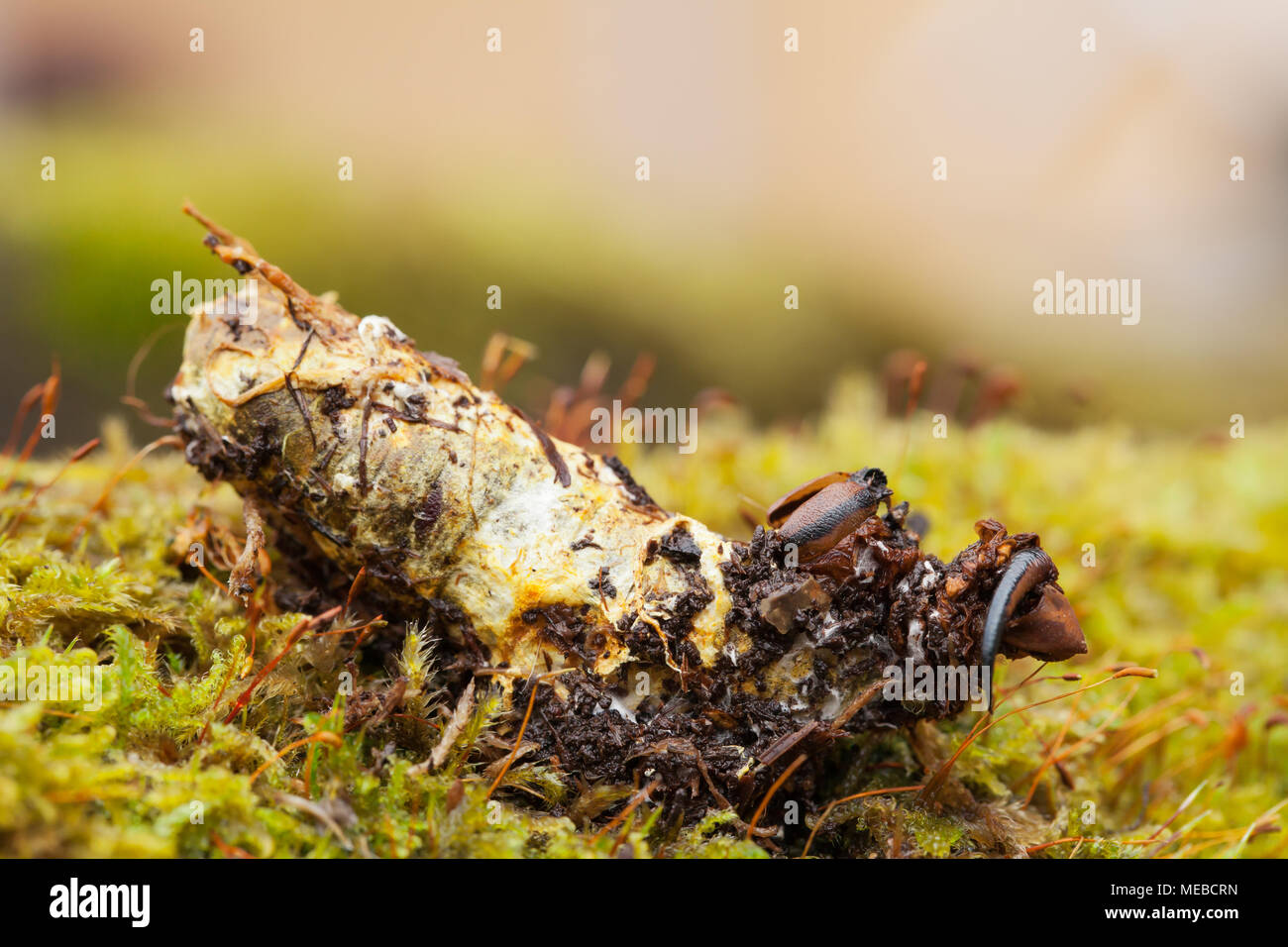 Dead caterpillar body hi-res stock photography and images - Alamy