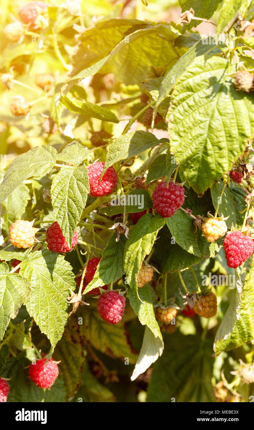 Organic Red Raspberries on the bush Stock Photo - Alamy