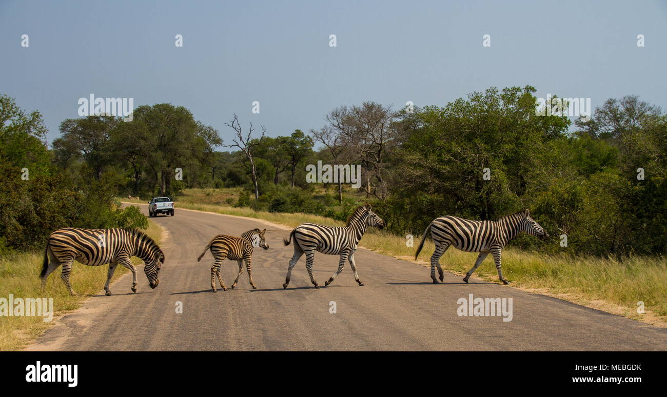 Four zebras walking across a road with a vehicle in the background ...