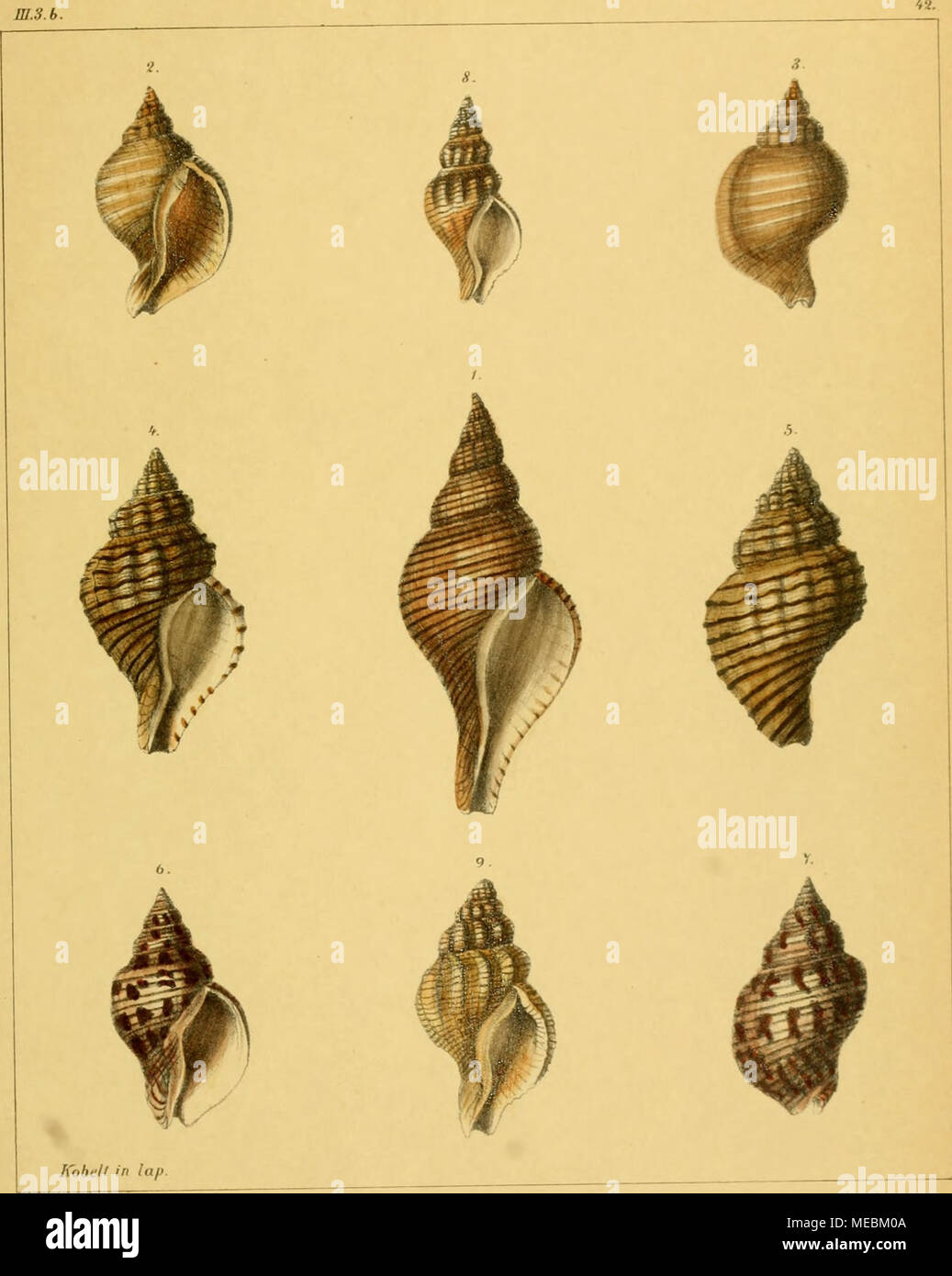 . Die Gattungen Pyrula und Fusus : nebst Ficula, Bulbus, Tudicla ...