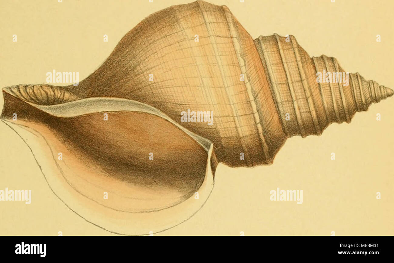 . Die Gattungen Pyrula und Fusus : nebst Ficula, Bulbus, Tudicla ...