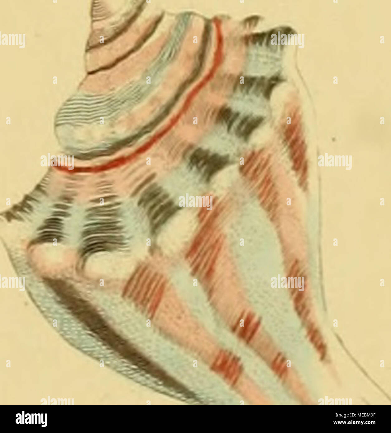 . Die Gattungen Pyrula und Fusus : nebst Ficula, Bulbus, Tudicla ...