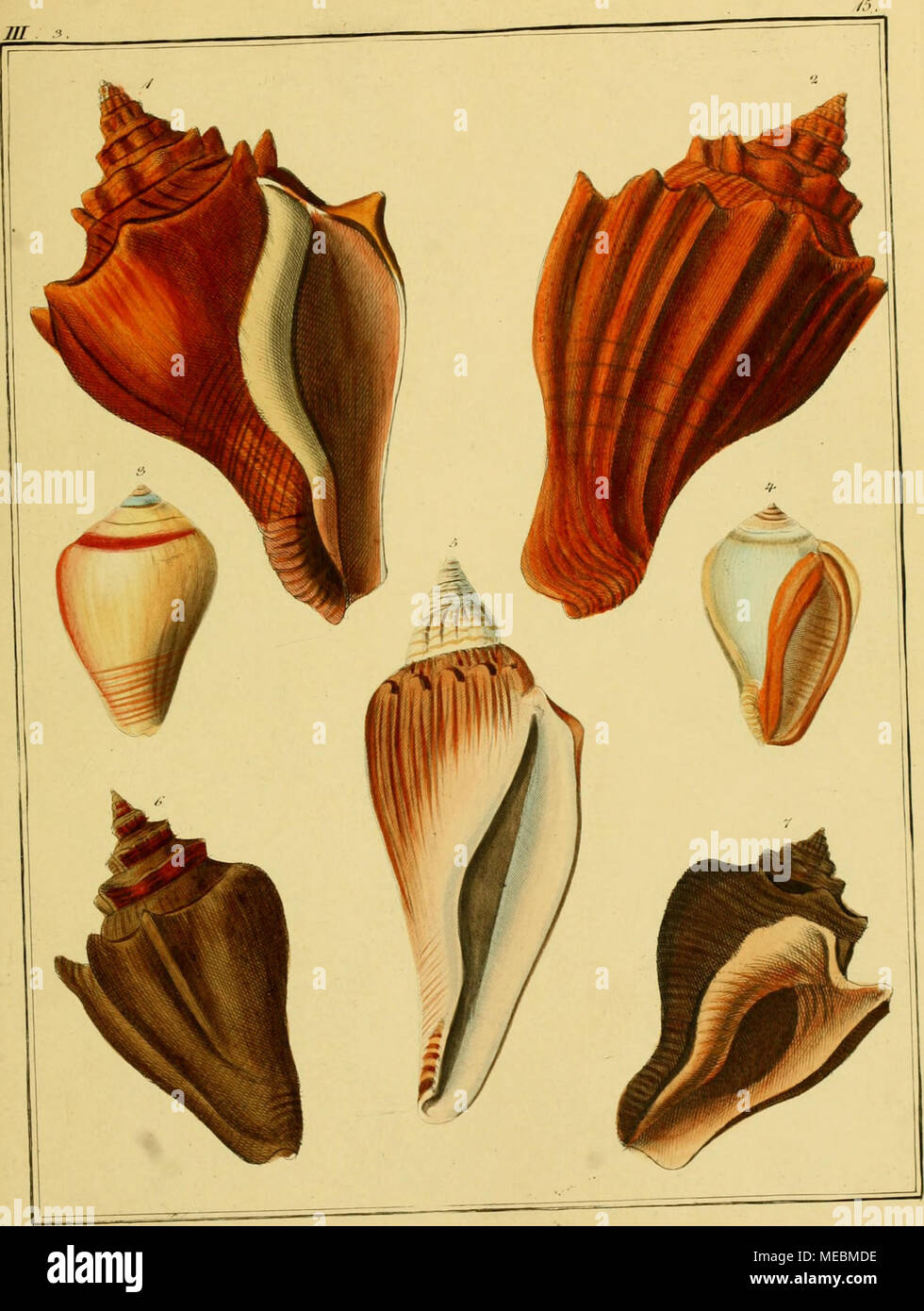 . Die Gattungen Pyrula und Fusus : nebst Ficula, Bulbus, Tudicla ...