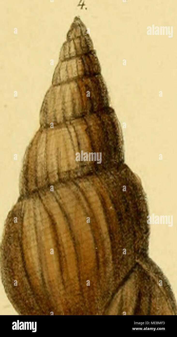. Die Gattungen Pyrula und Fusus : nebst Ficula, Bulbus, Tudicla ...