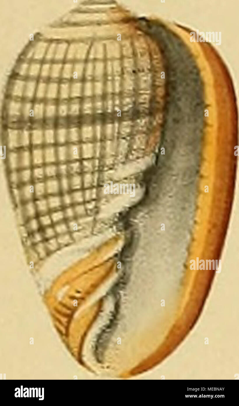 . Die Gattungen Cypraea und Ovula . s Stock Photo - Alamy