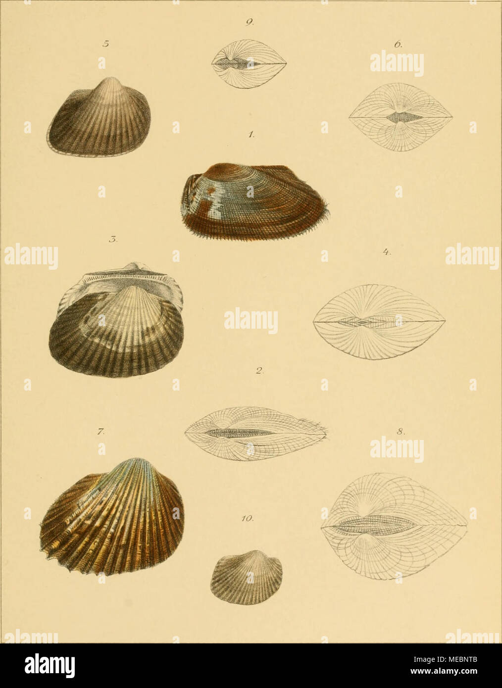. Die Gattung Arca L. in Abbildungen nach der Natur . Kobdl iil lü-h •r ...