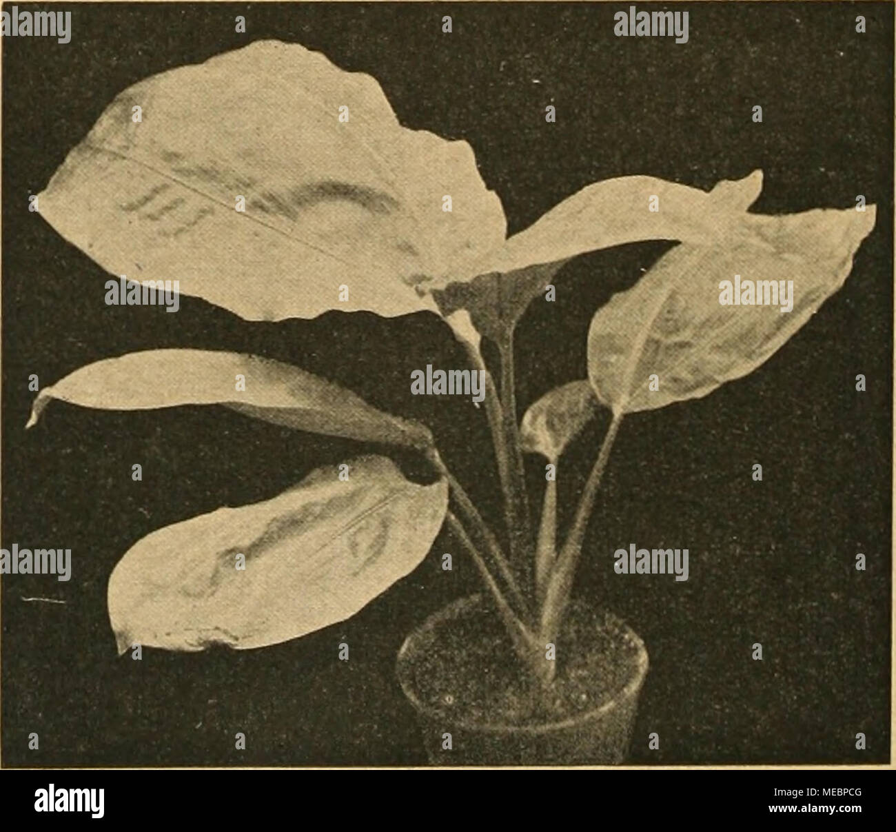 . Die Gartenwelt . Abb. 2. Cyclanthus bipartitus Stock Photo - Alamy