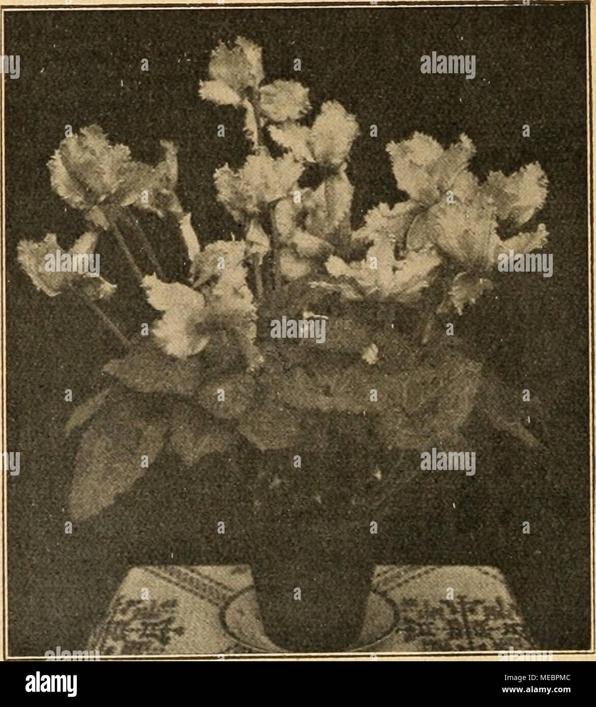 . Die Gartenwelt . Die Cyklamenzucht von Max Winkelmann in Potsdam ...