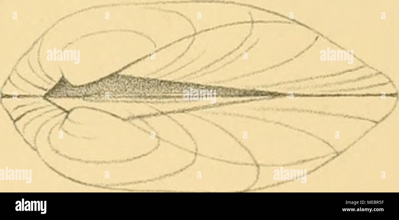 Arca genus hi-res stock photography and images - Alamy