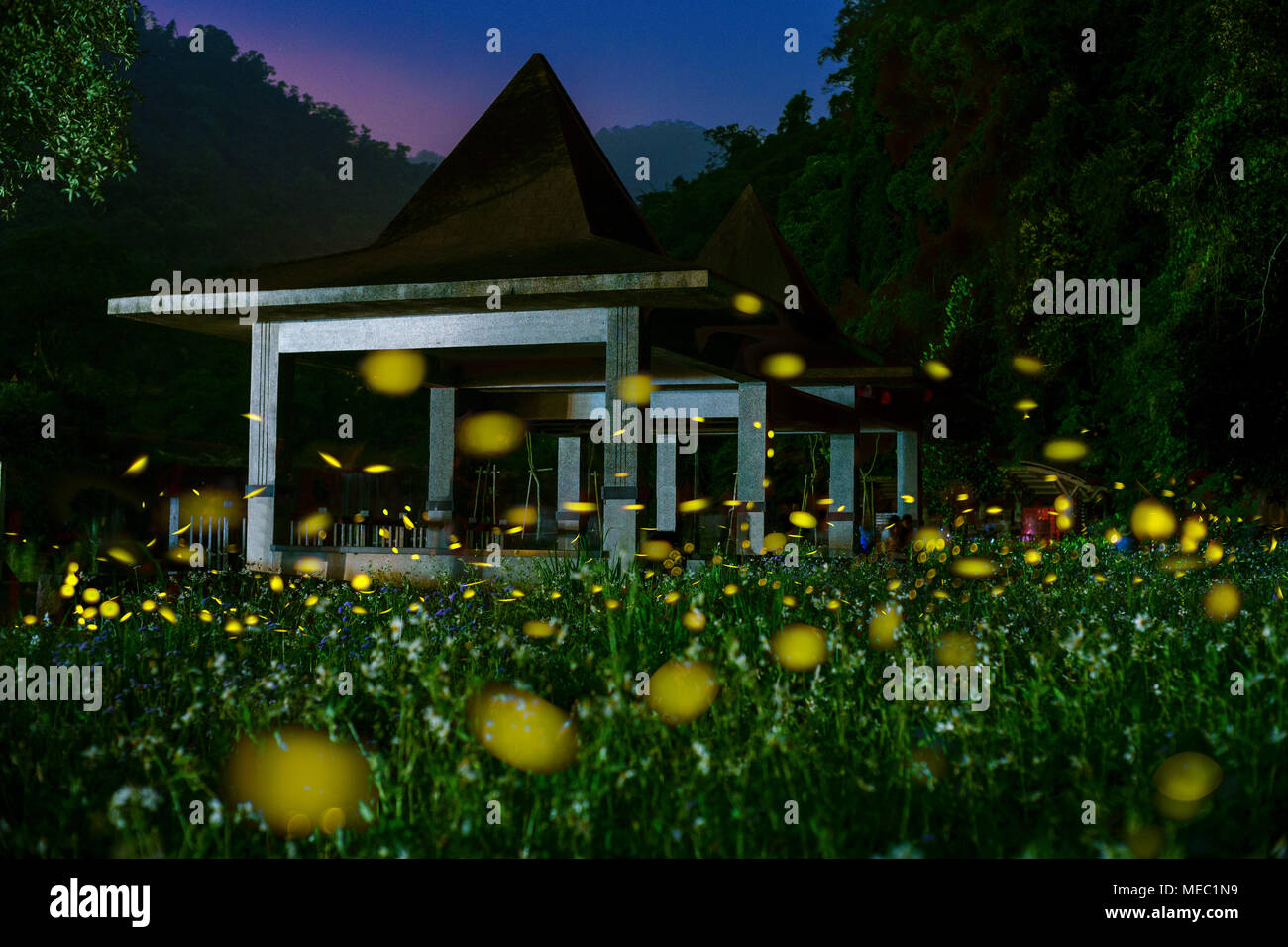 Fireflies at night hi-res stock photography and images - Alamy