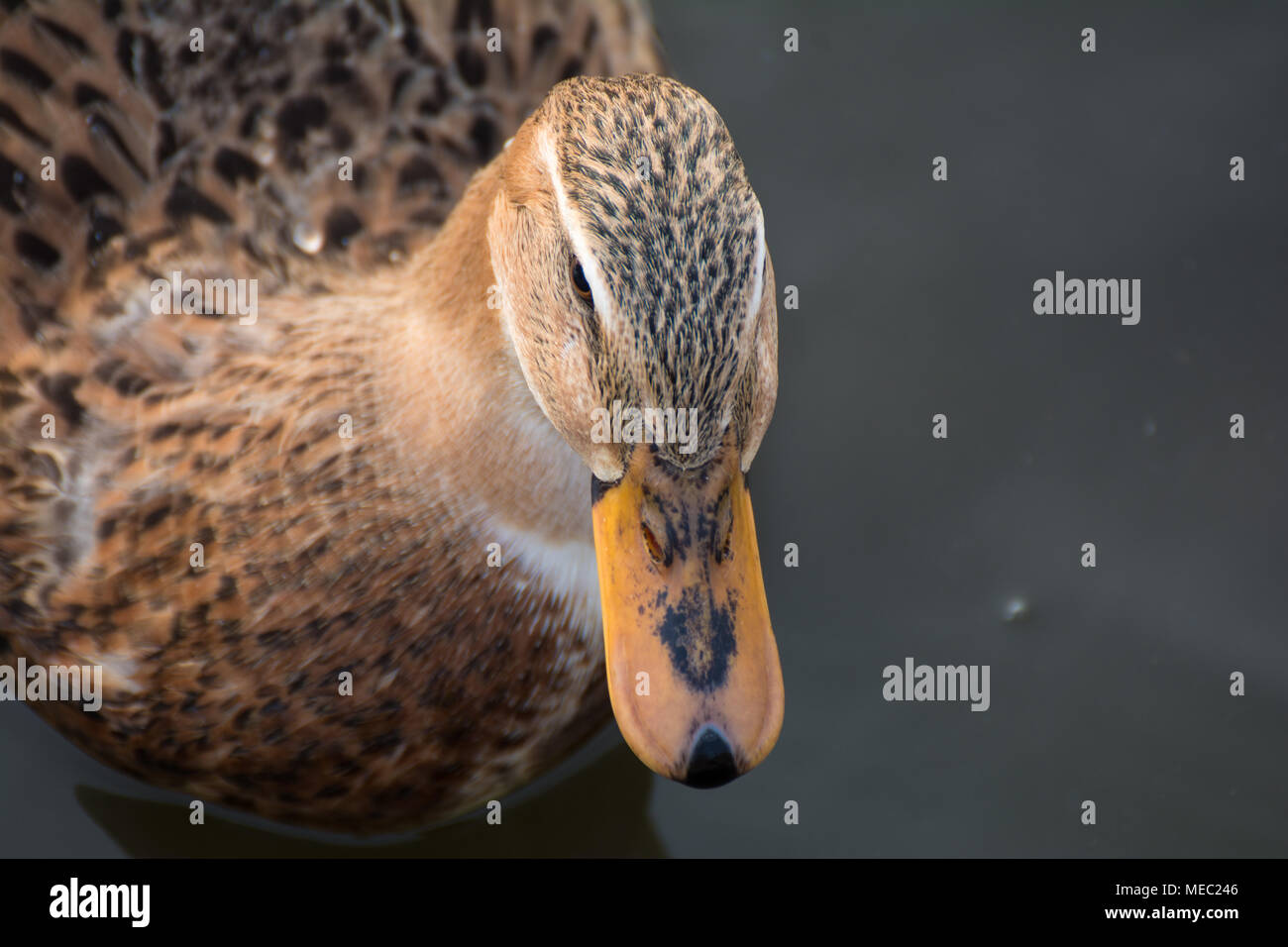 Animal duck farm animal cartoon hi-res stock photography and images - Alamy