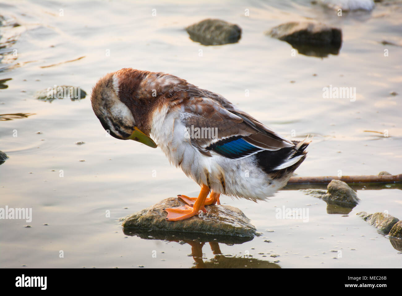 The duck family cartoon hi-res stock photography and images - Alamy
