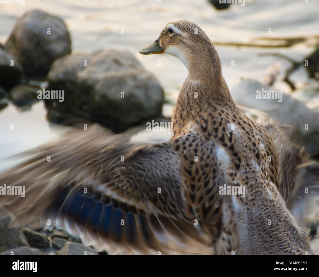 The duck family cartoon hi-res stock photography and images - Alamy