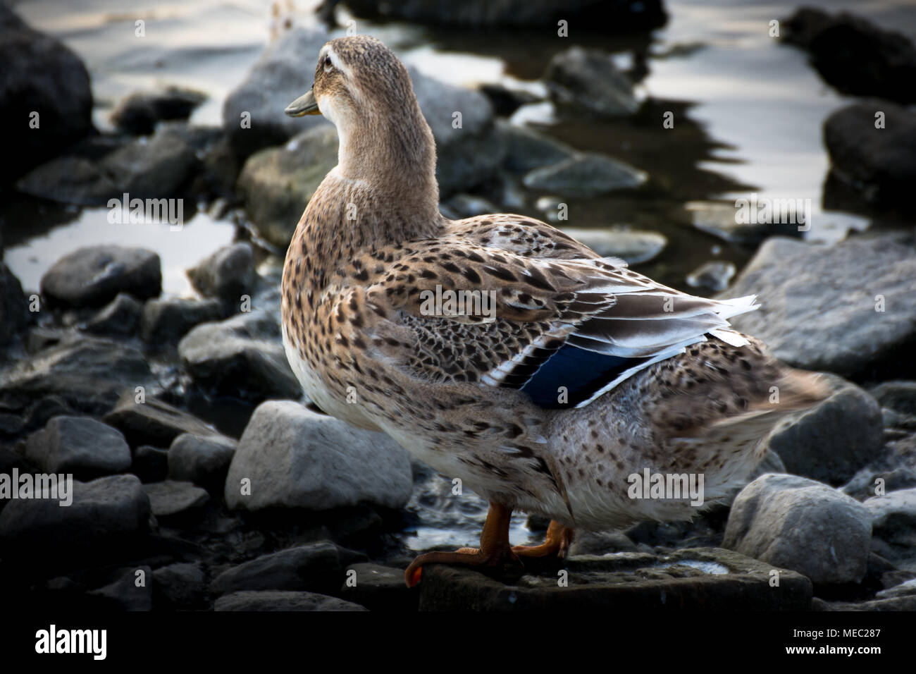 Family pet duck hi-res stock photography and images - Alamy