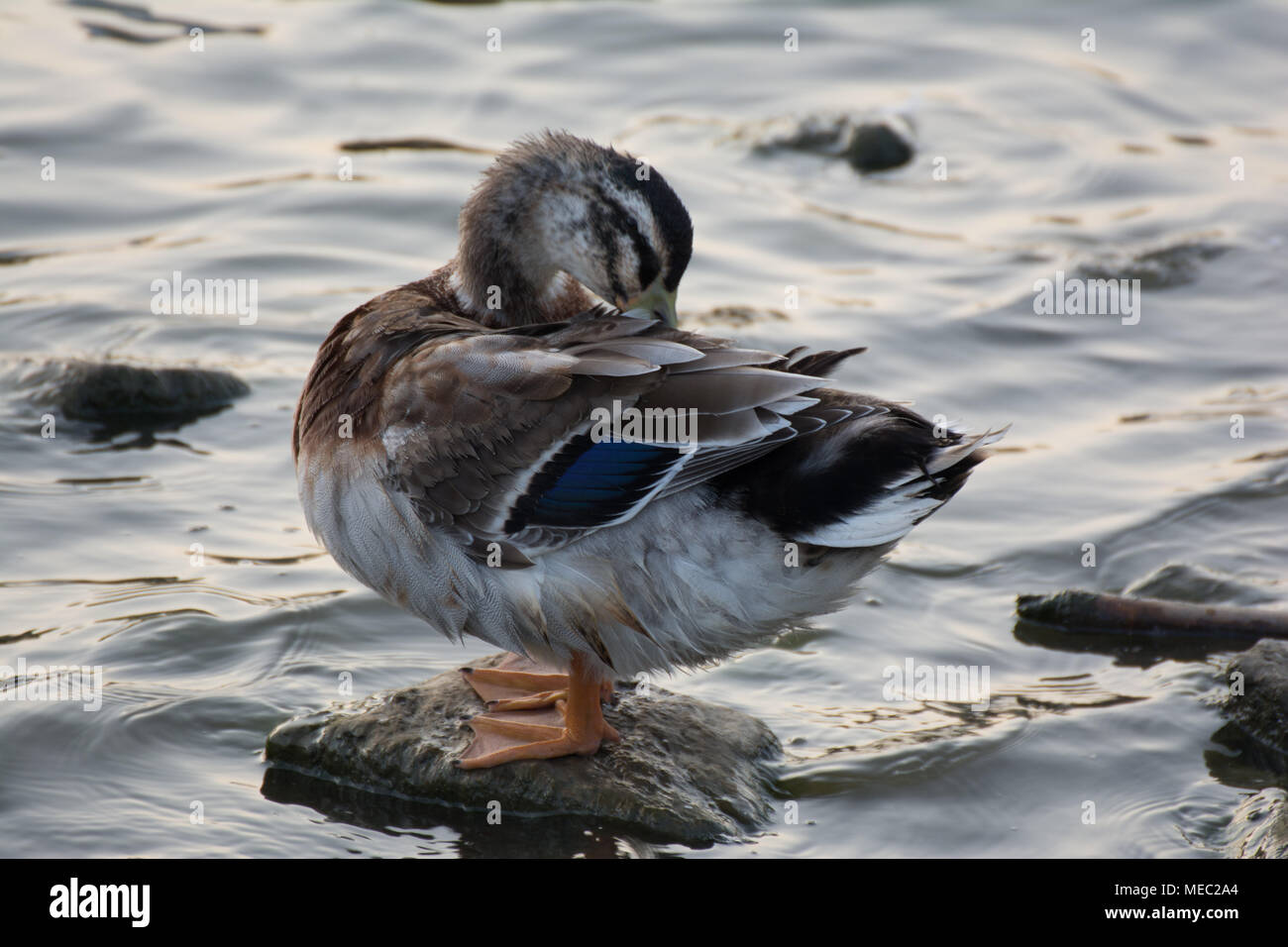 The duck family cartoon hi-res stock photography and images - Alamy