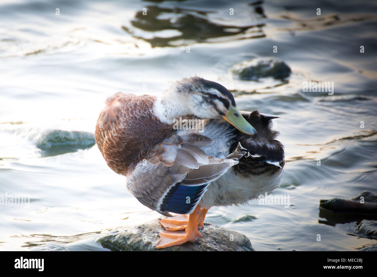 Duck vector art hi-res stock photography and images - Alamy