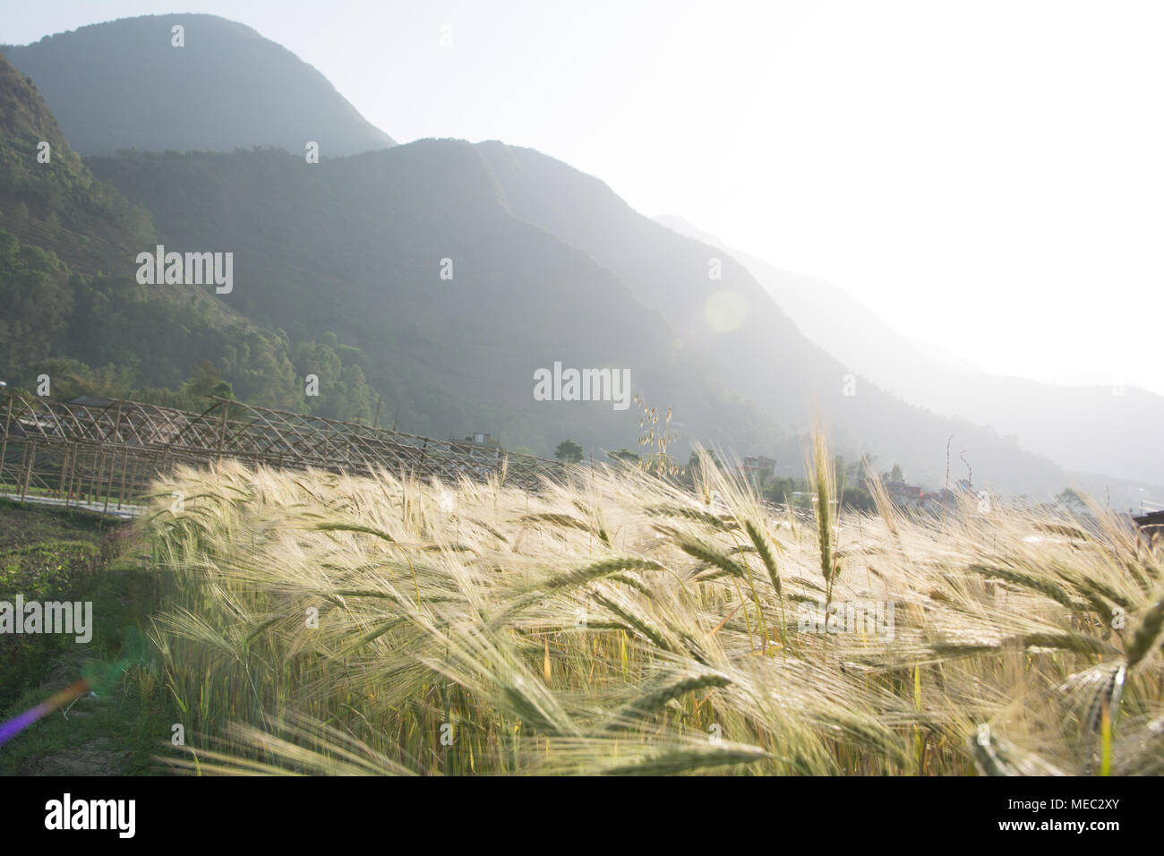 Wheat Rye Farm Field Stock Photo - Alamy