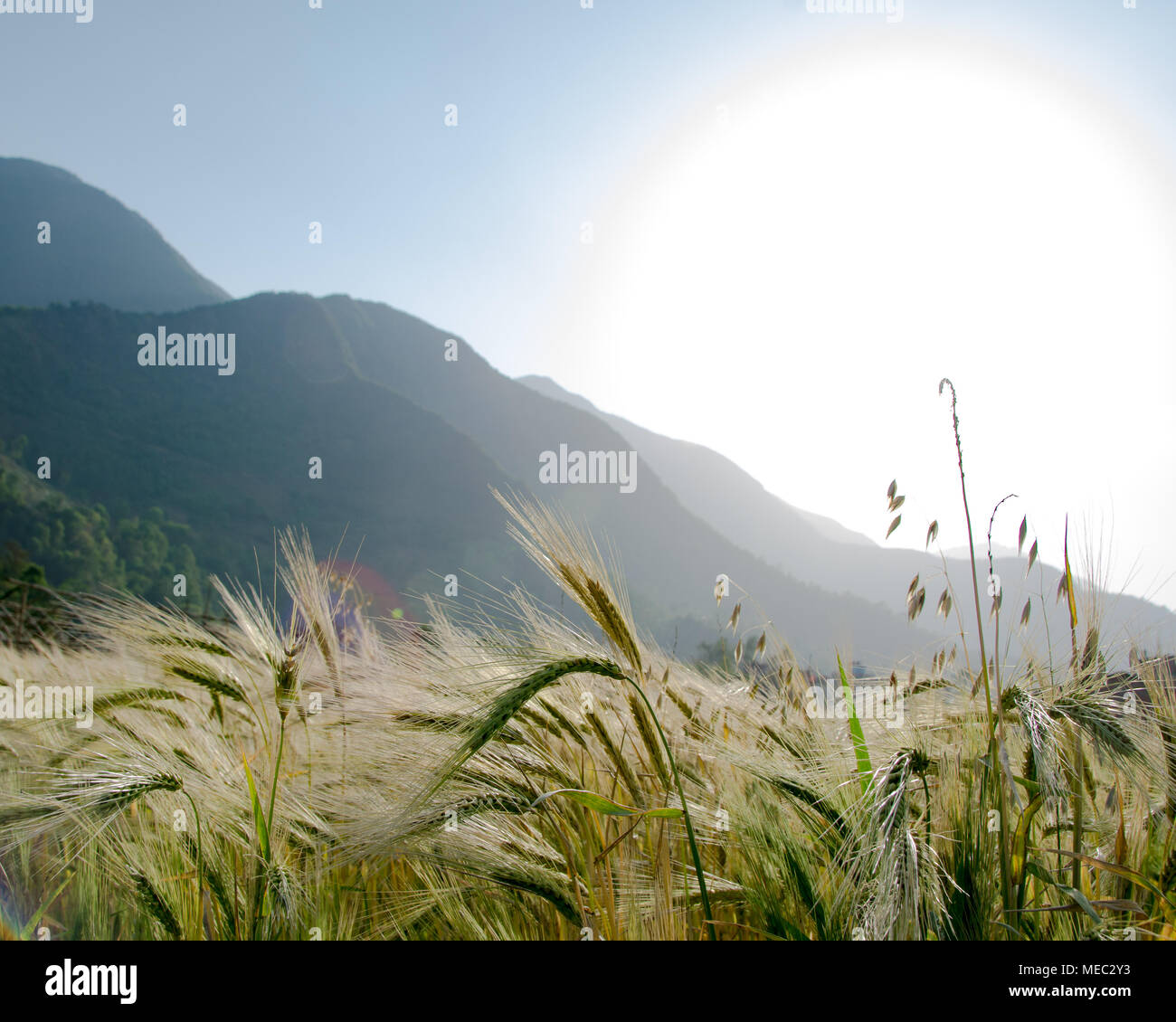 Rye farm meadow hi-res stock photography and images - Alamy