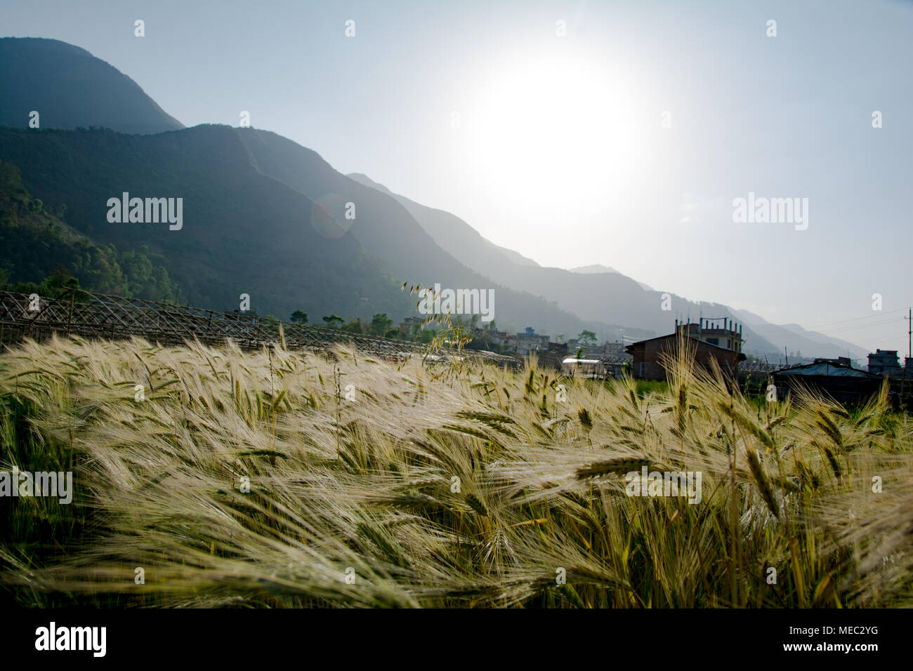 Rye farm meadow hi-res stock photography and images - Alamy