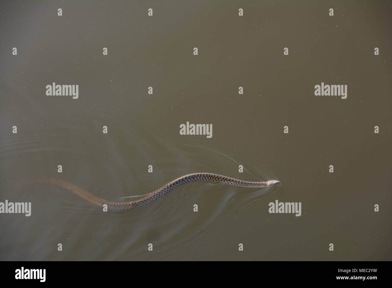 Small water snake hi-res stock photography and images - Alamy