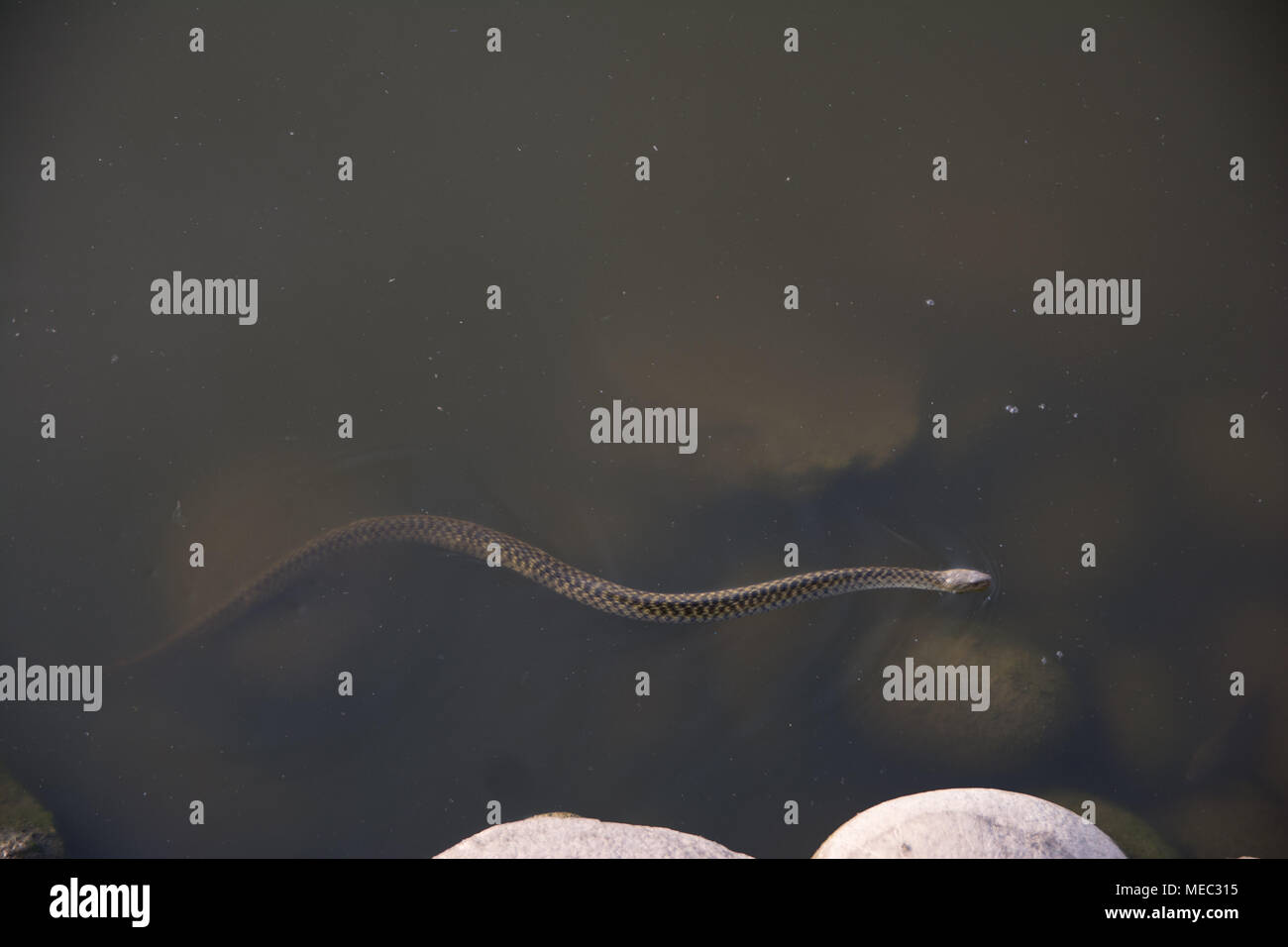 Tropical water snake hi-res stock photography and images - Alamy