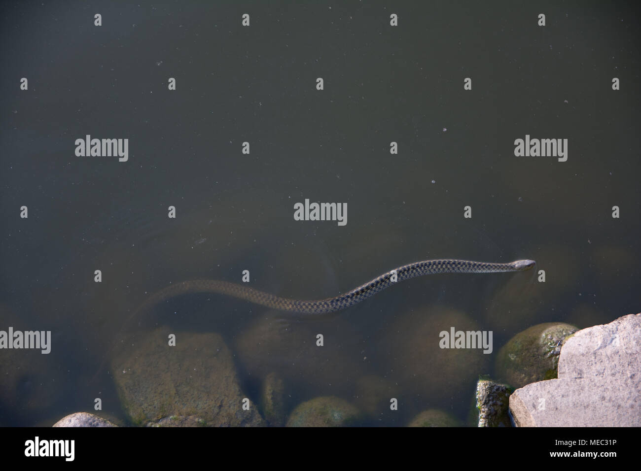 Tropical water snake hi-res stock photography and images - Alamy