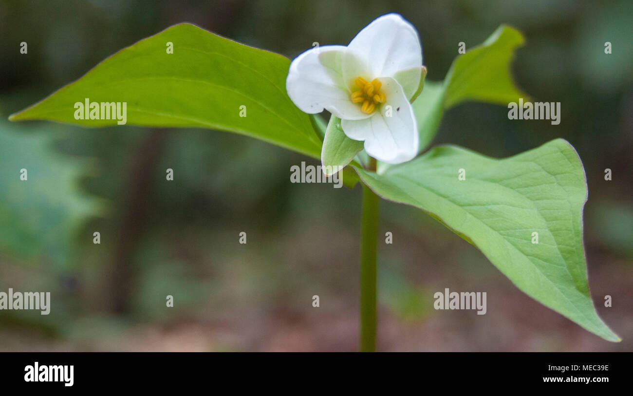 Trillium wildflower blooming hi-res stock photography and images - Alamy