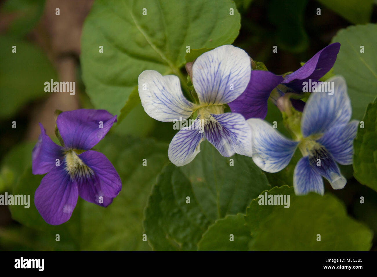 Violet wildflowers hi-res stock photography and images - Alamy