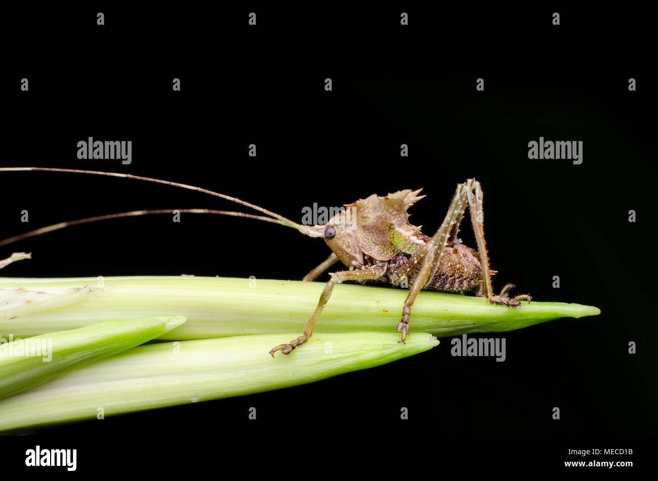Dragon headed katydid hi-res stock photography and images - Alamy