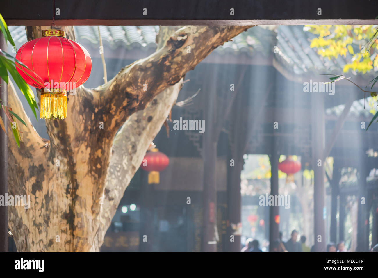 Chinese lantern tree hi-res stock photography and images - Alamy