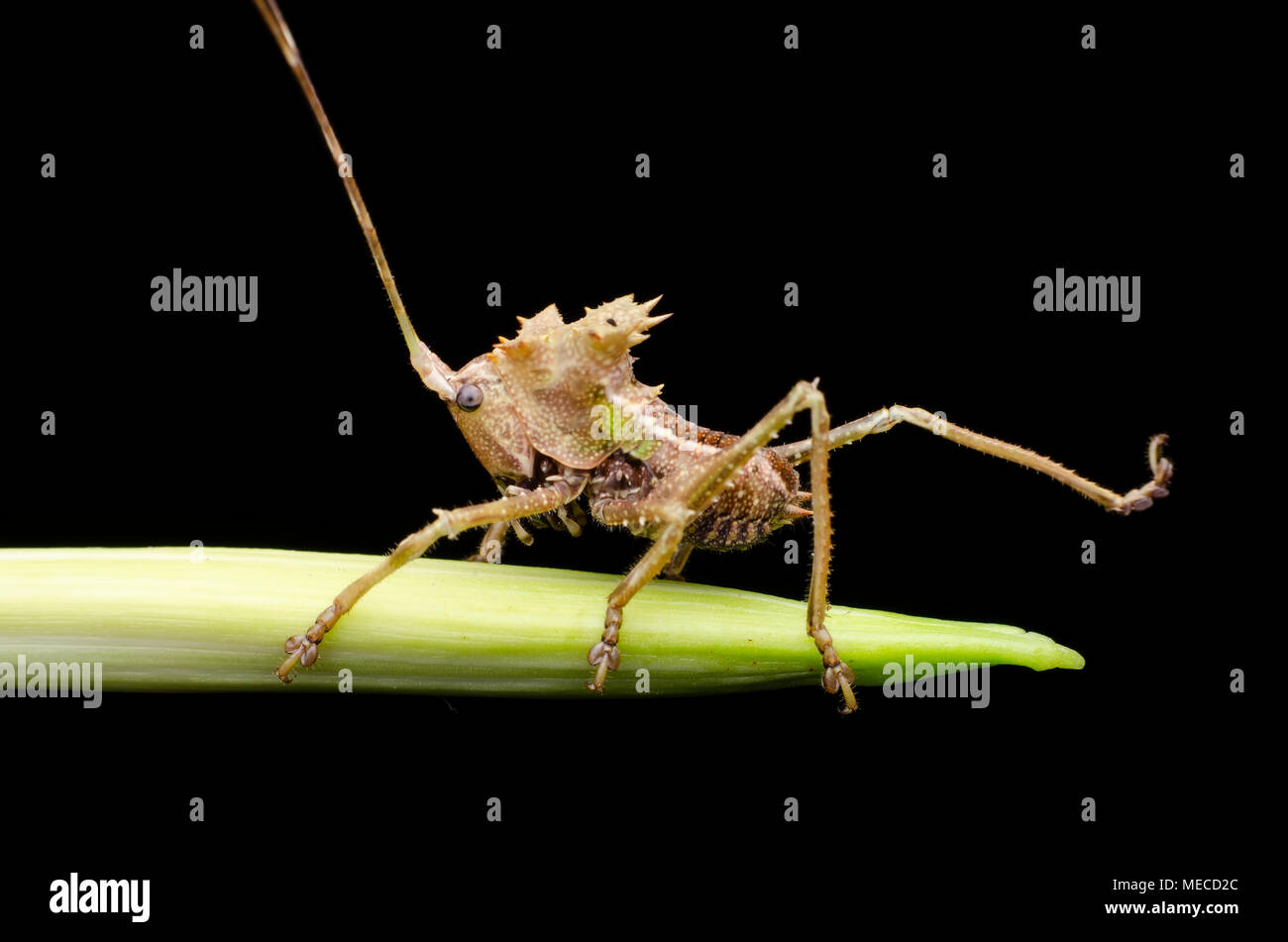 Dragon headed katydid hi-res stock photography and images - Alamy