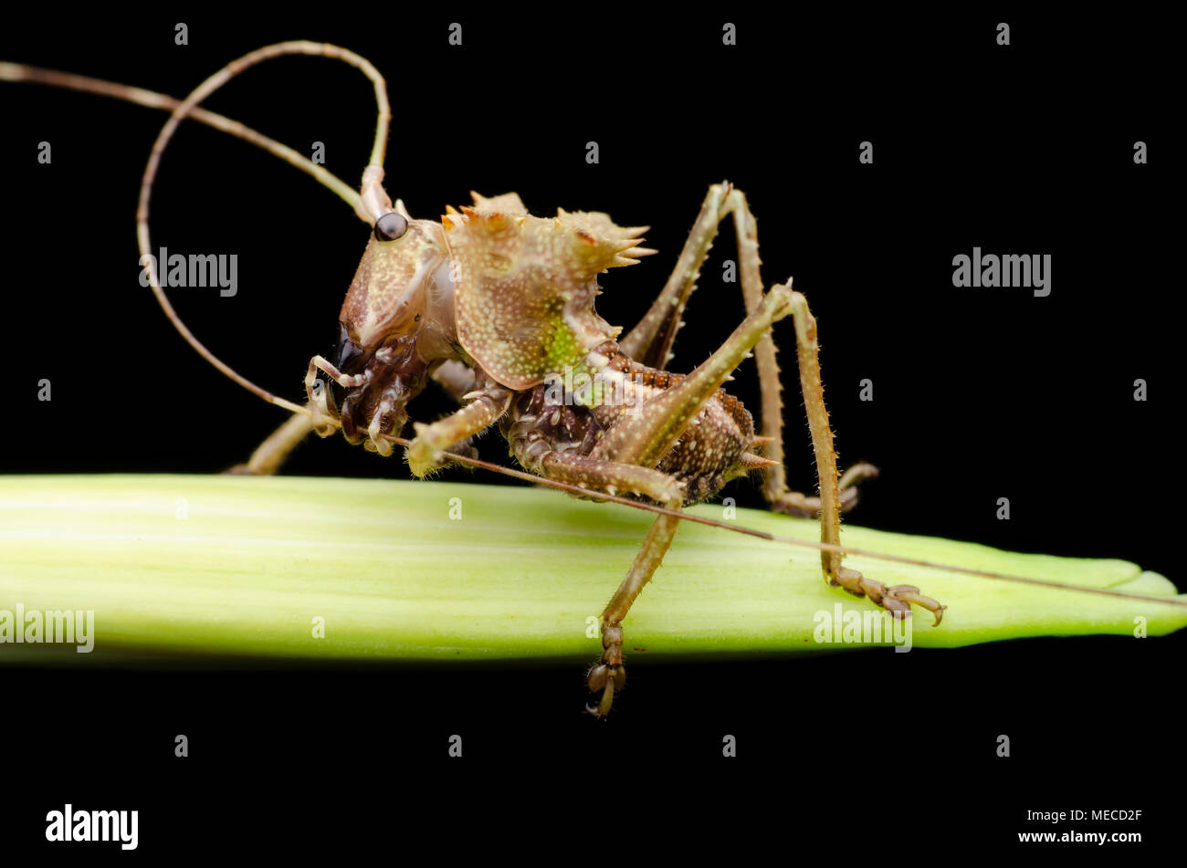 Dragon headed katydid hi-res stock photography and images - Alamy