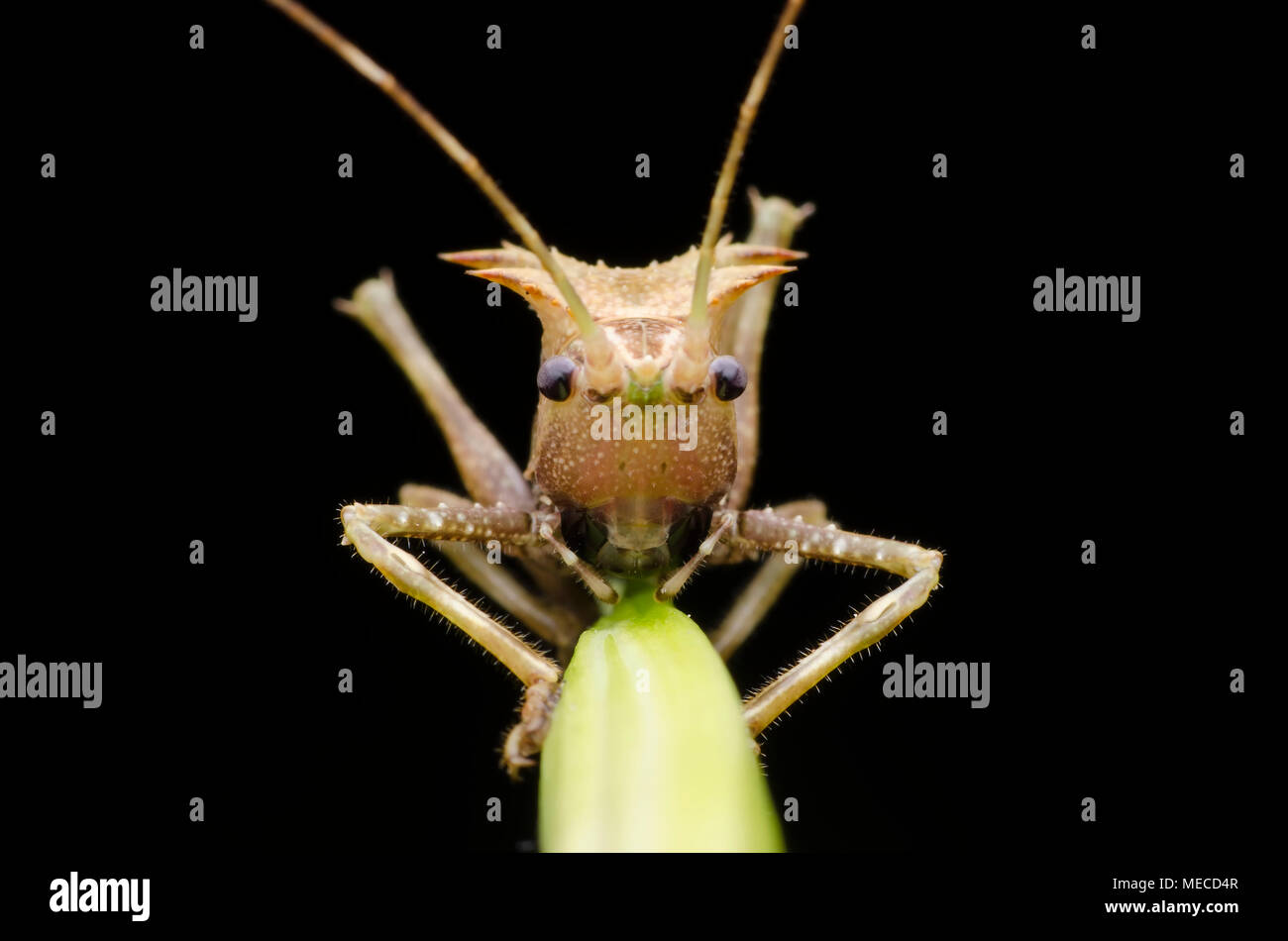 Dragon headed katydid hi-res stock photography and images - Alamy
