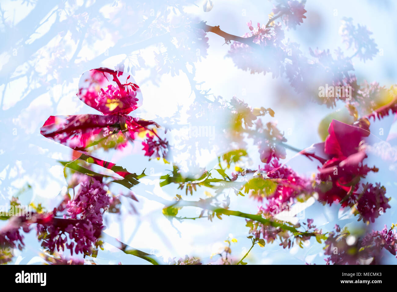 A multiple composition of spring colours Stock Photo - Alamy