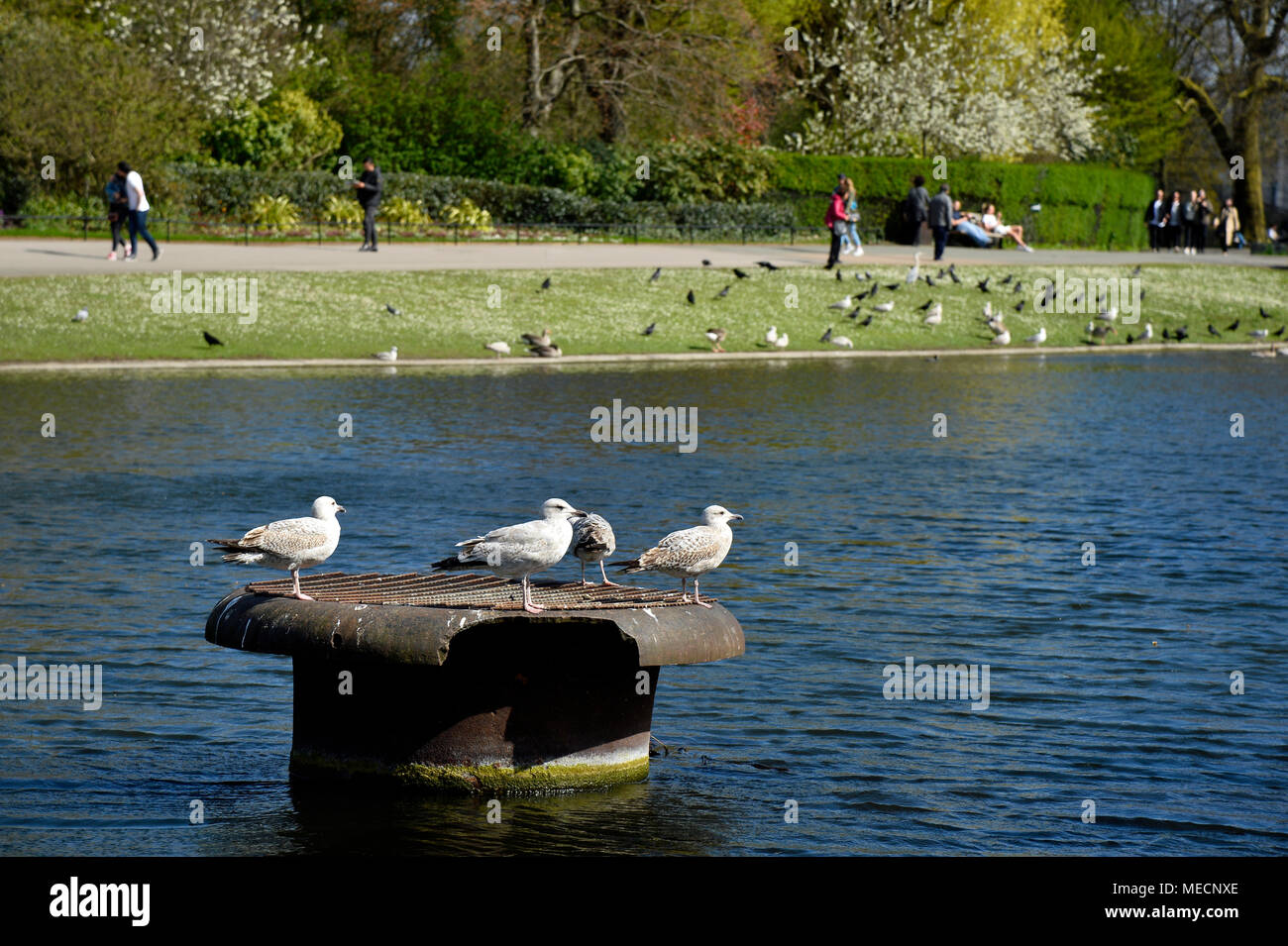 The Regent's Park in Spring - London - England Stock Photo - Alamy