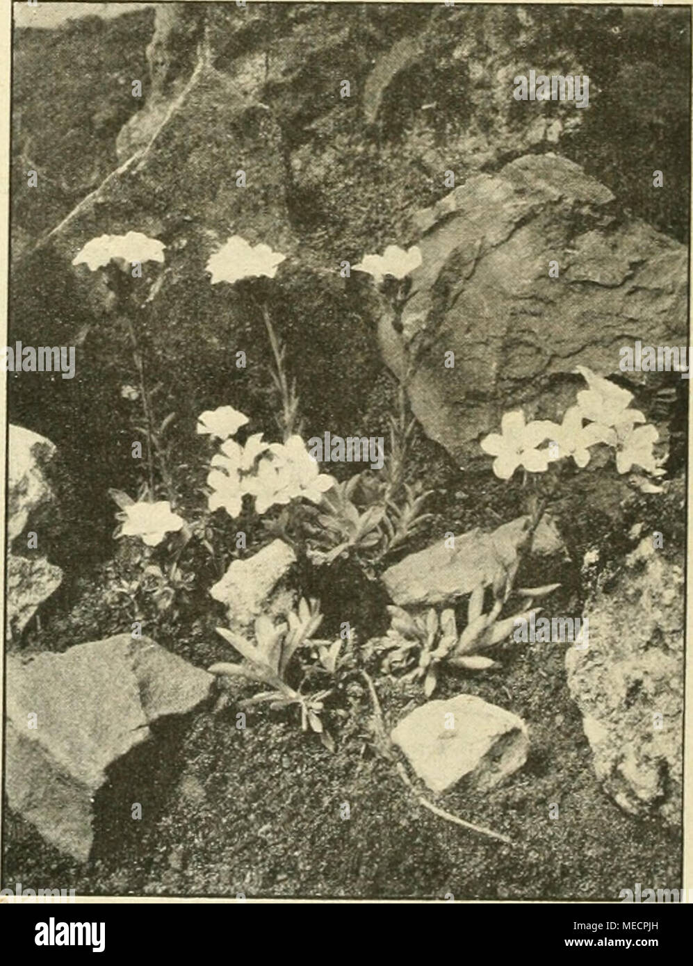 . Die Gartenwelt . Linum capitatum Stock Photo - Alamy