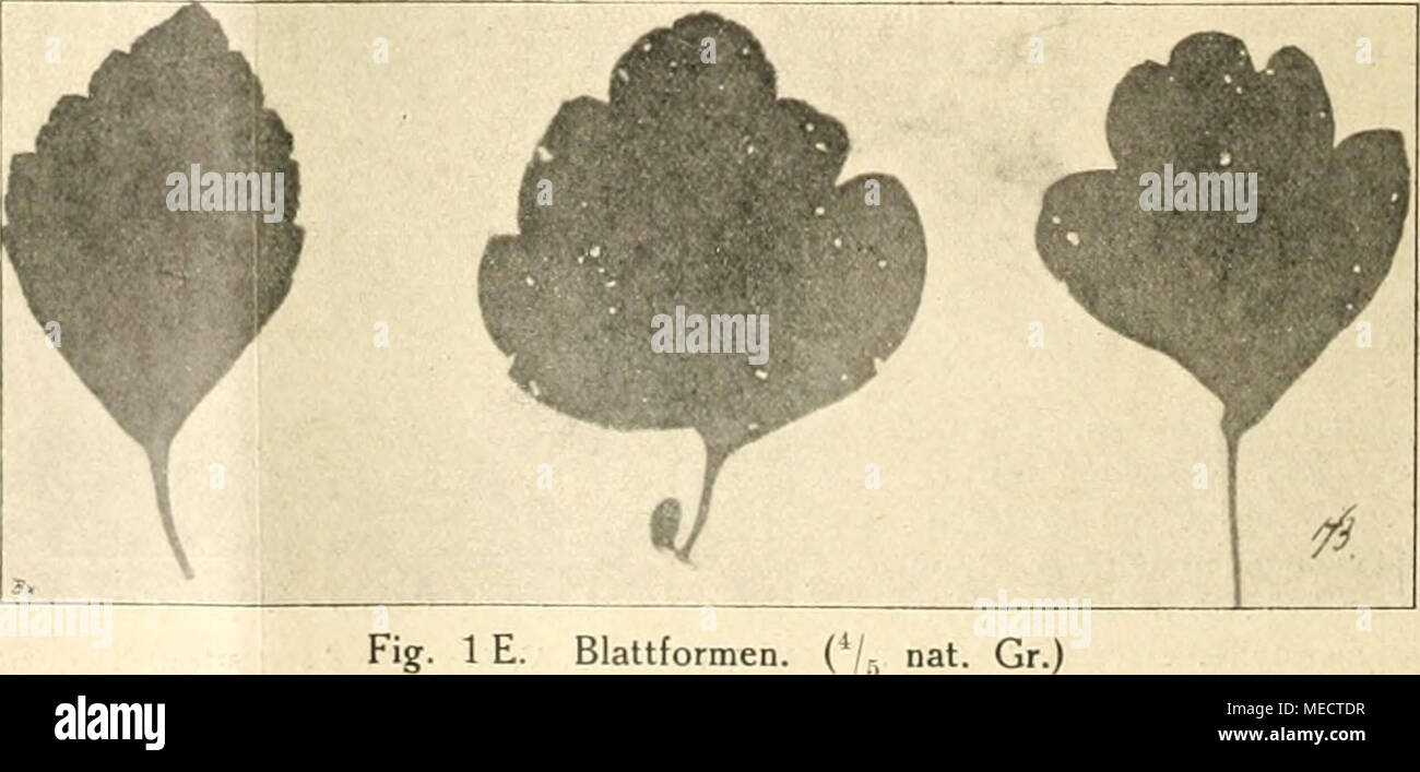 Blattformen hi-res stock photography and images - Alamy