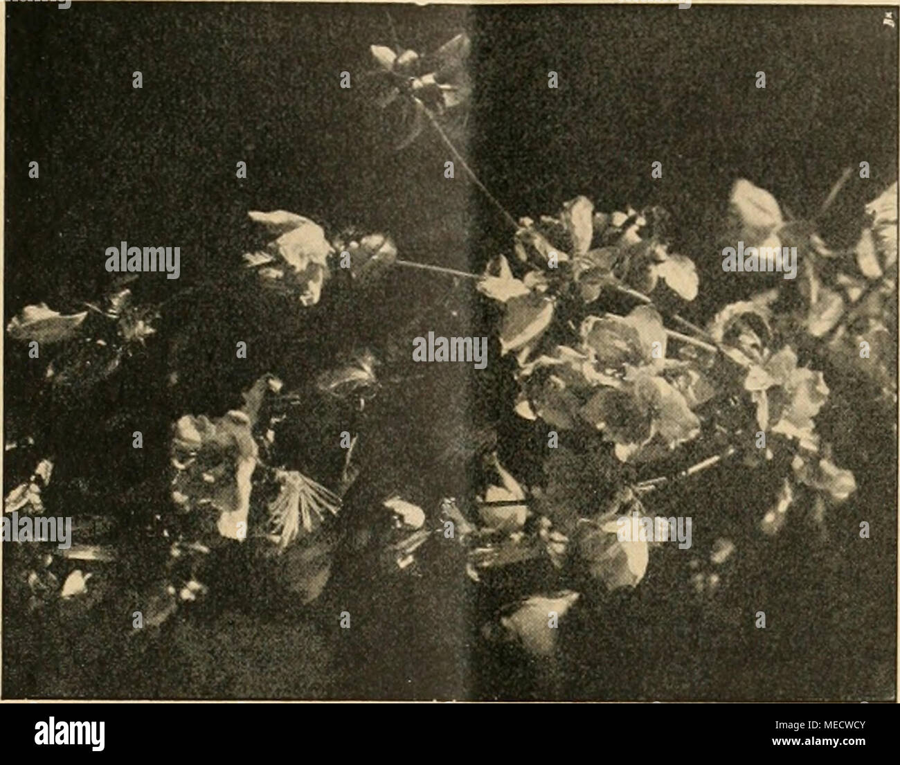 . Die Gartenwelt . Clematis cirrhosa Achseln der Ranken, die ...