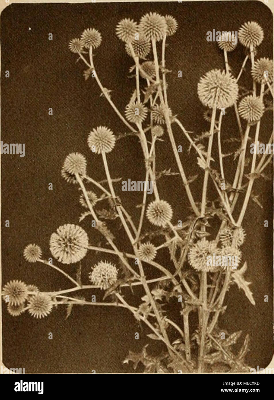 . Die Gartenwelt . Di. Kugeldistel: Echinops Ritro (weiss Stock Photo ...