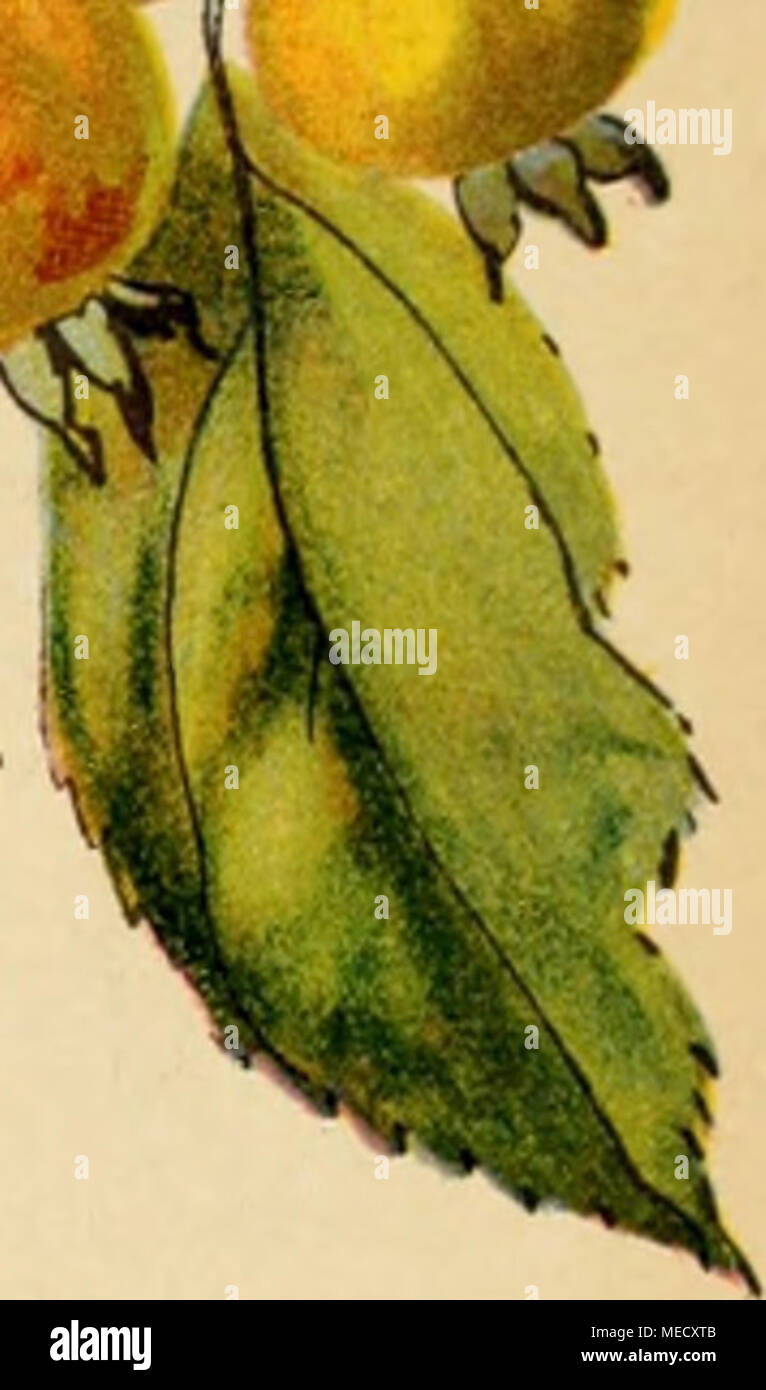 . Die Gartenwelt . Pu'iis Sciwidechcri (oiim > /-'l/US Nicil'/.WCl ...