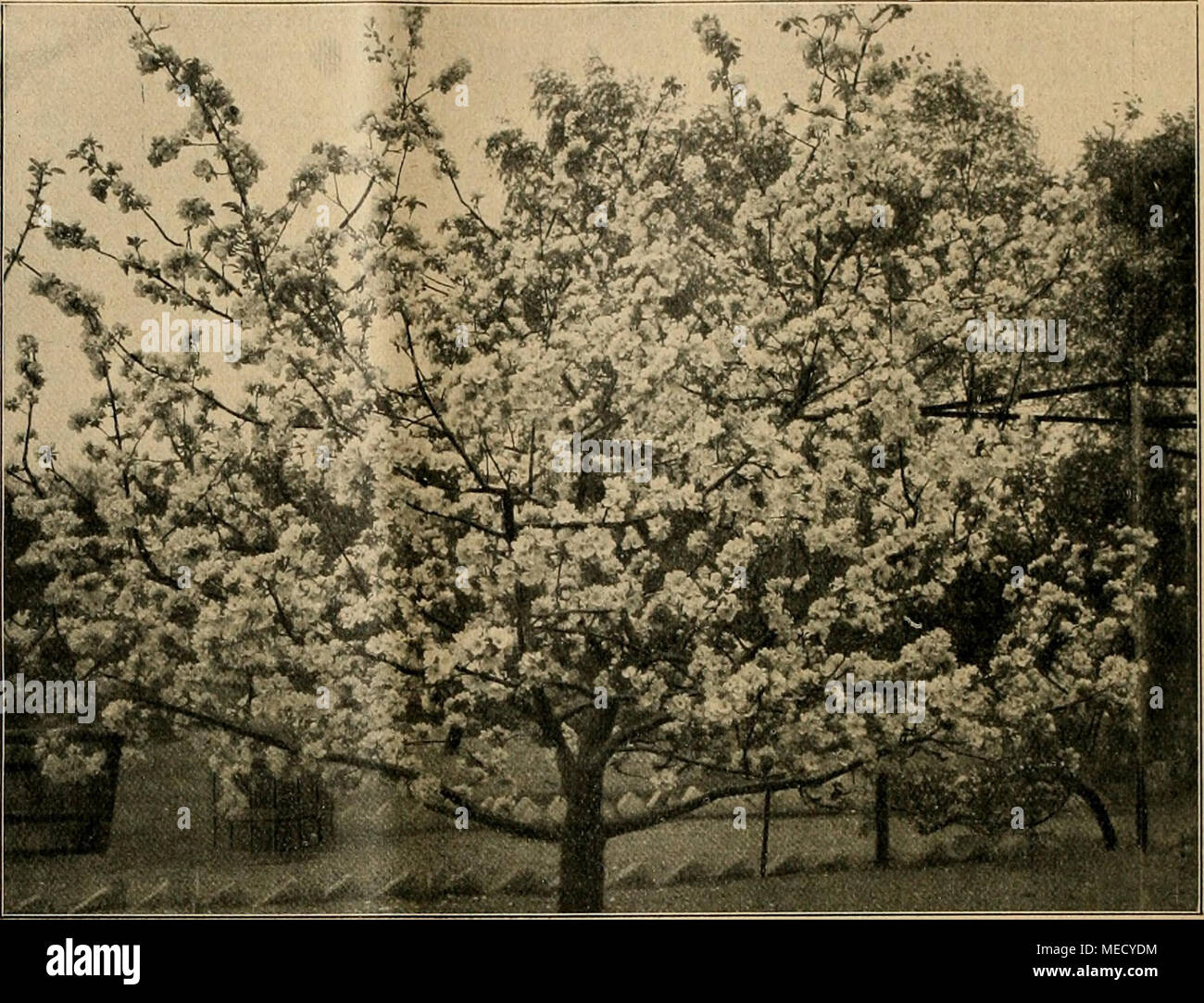 Buschbaum hi-res stock photography and images - Alamy