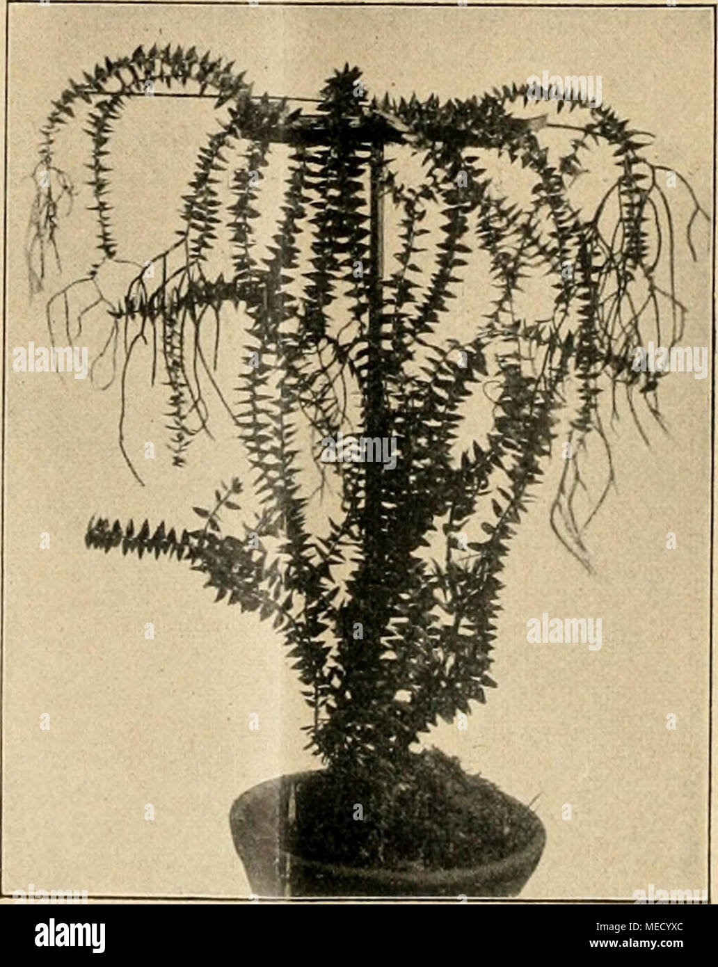. Die Gartenwelt . Lycopodium Phlegmaria saurem Kalk und 5 kg Holzasche ...