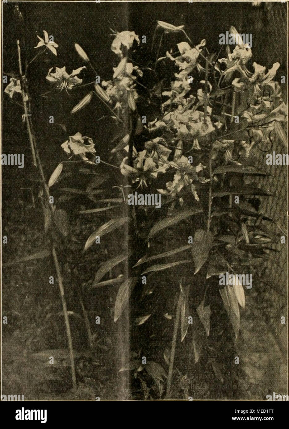 Gartenerde hi-res stock photography and images - Alamy