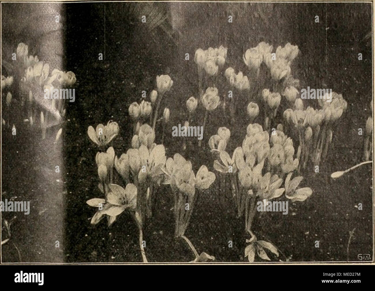 . Die Gartenwelt . Colchicum byzantinum Stock Photo - Alamy