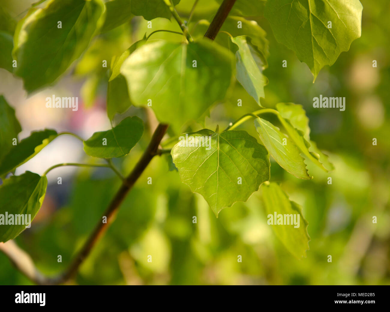 Birch trees lining the road in Beijing, China, leaf up in spring Stock ...