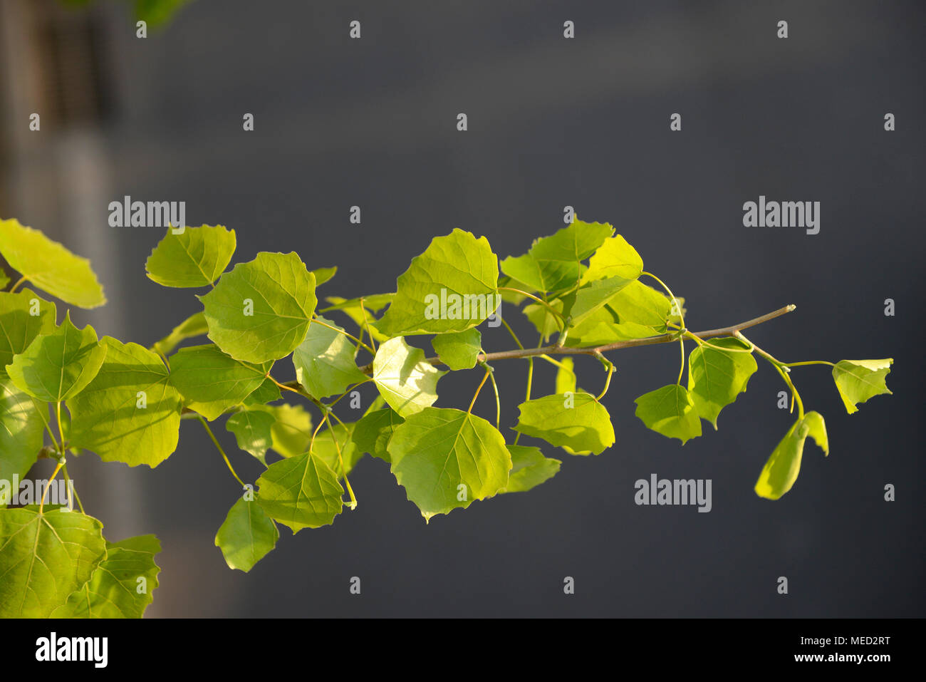 Chinese birch tree hi-res stock photography and images - Alamy