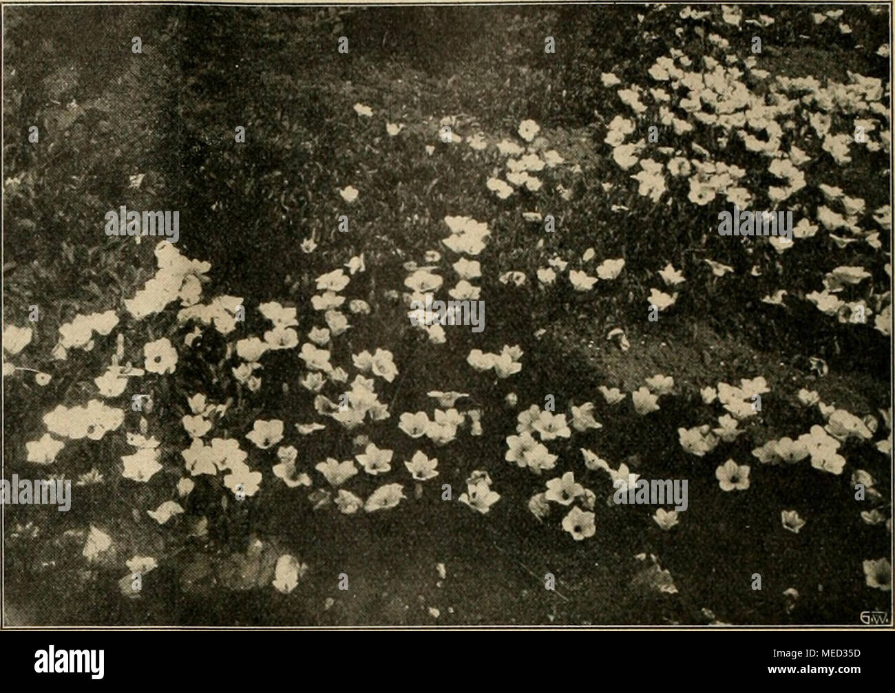 . Die Gartenwelt . Nierembergia rivularis. Originalaufnahme für die ...